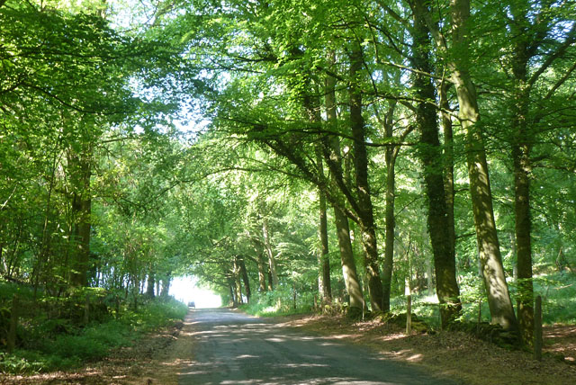 Exploring Haunted forests across the globe – Uncanny Lounge