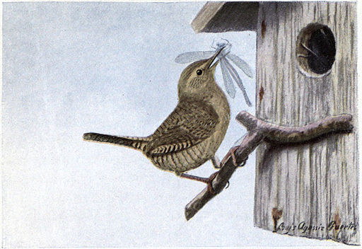 The Wren in folklore and mythology – Uncanny Lounge