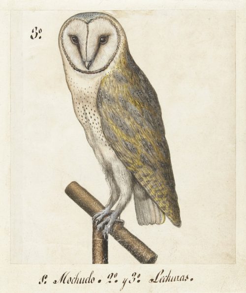 Birds as Omens: The Dark folklore - Uncanny Lounge